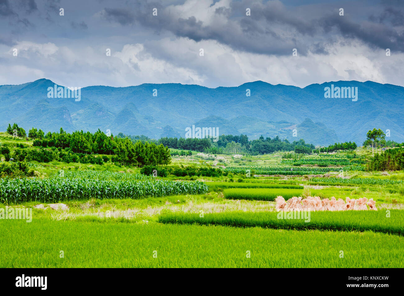 Beautiful rural scenery in summer Stock Photo - Alamy