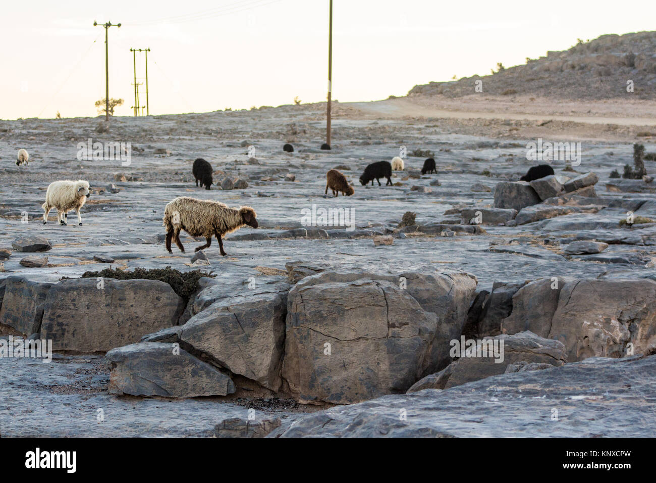 Mountainous ranges of Oman. hilly area. Herd of goats and sheep roaming ...