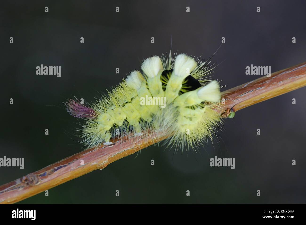 Pale tussock moth caterpillar, Calliteara pudibunda Stock Photo - Alamy