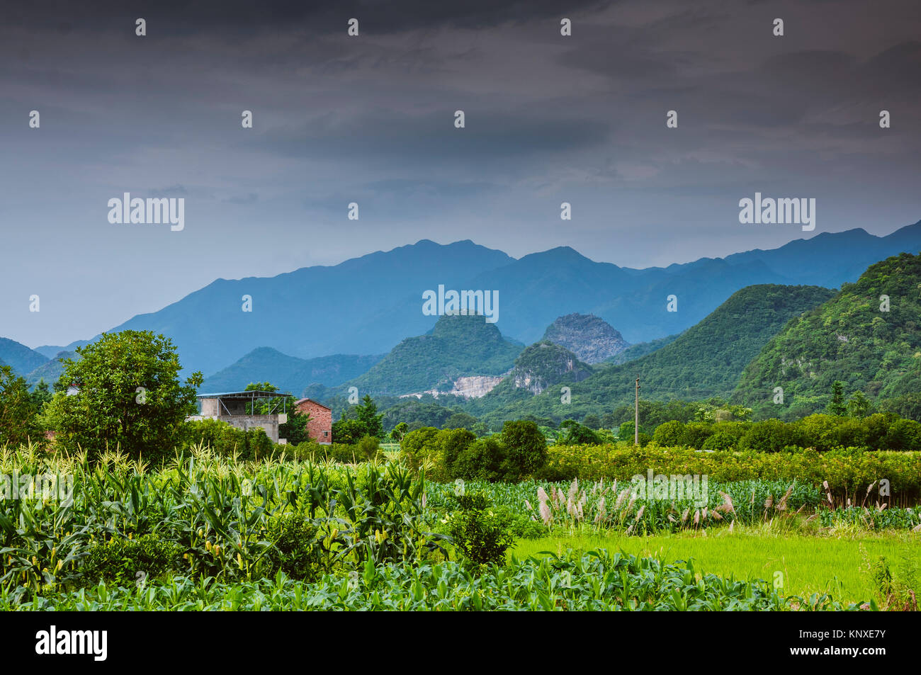 Beautiful rural scenery in summer Stock Photo - Alamy