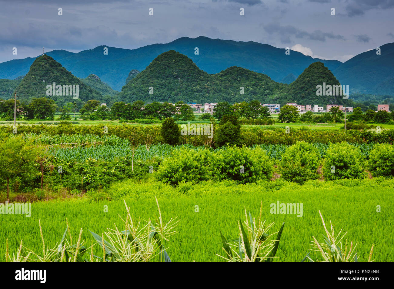 Beautiful rural scenery in summer Stock Photo - Alamy