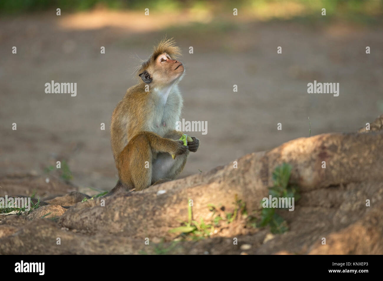 Toque Macaque (Macaca sinica Stock Photo - Alamy