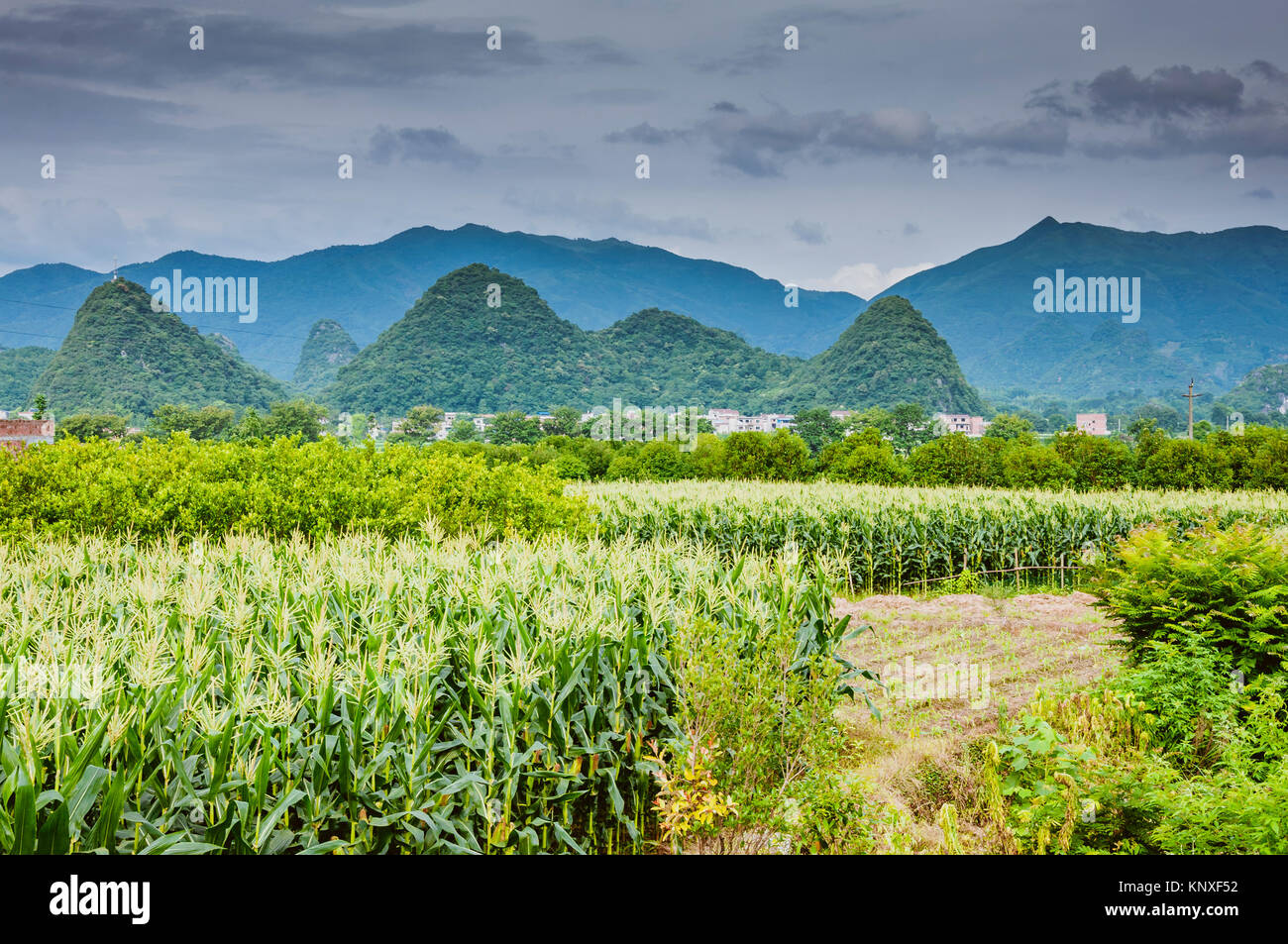 Beautiful rural scenery in summer Stock Photo - Alamy