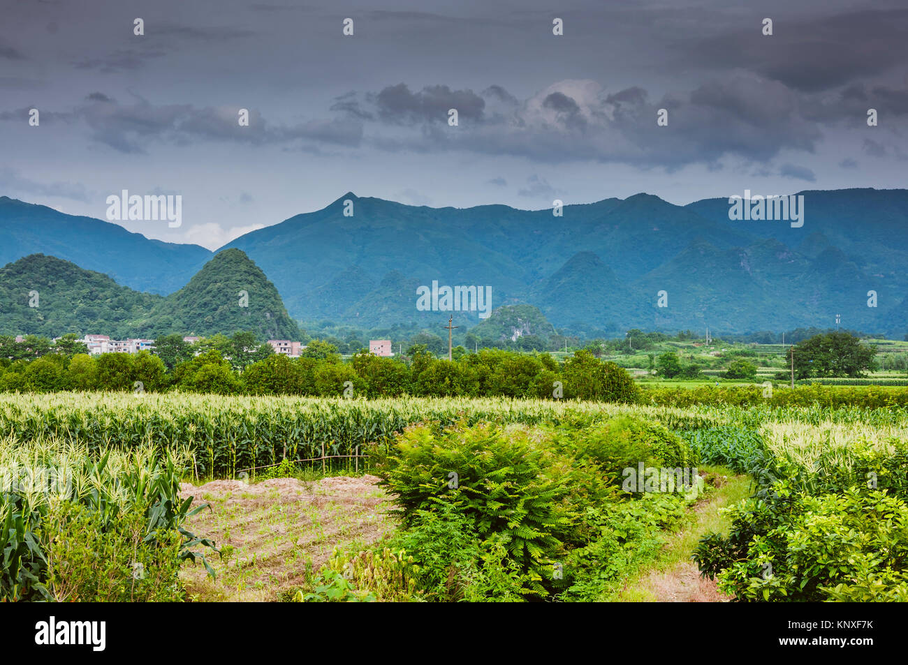 Beautiful rural scenery in summer Stock Photo - Alamy