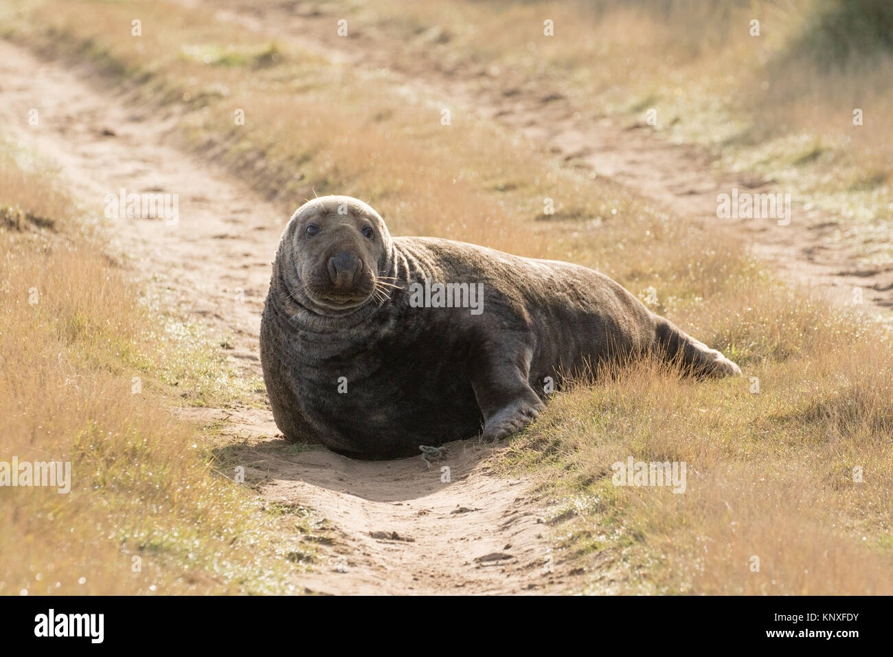 Adult gray bull hi-res stock photography and images - Alamy