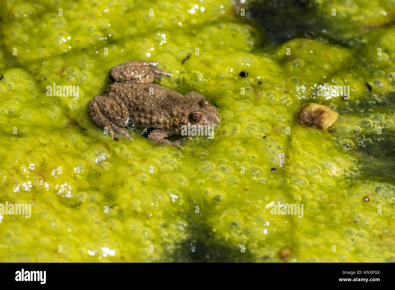 Gelbbauchunke (Bombina variegata) im Algenbett Stock Photo - Alamy