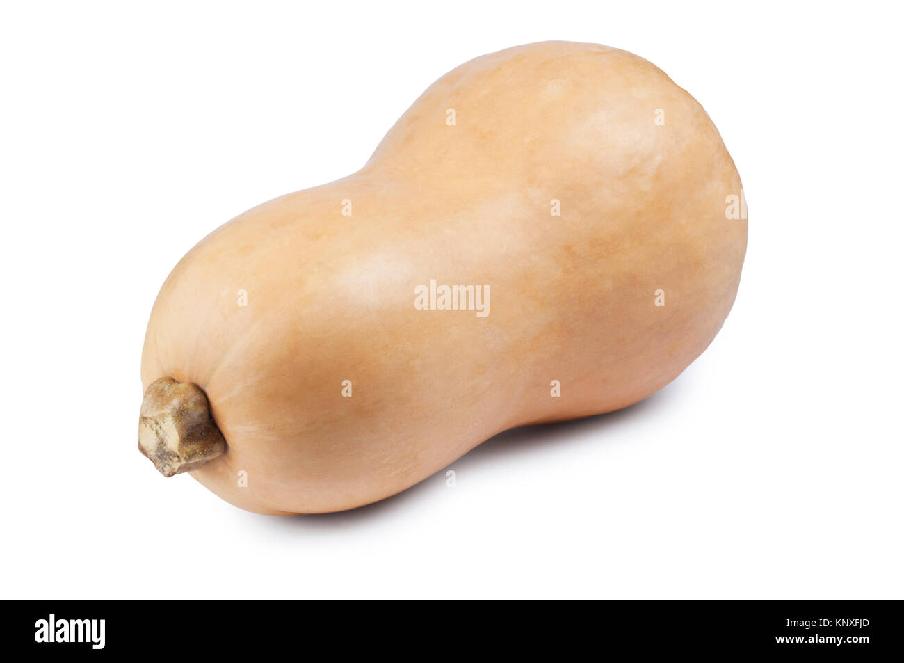 A studio shot of a single whole butternut squash isolated on white ...