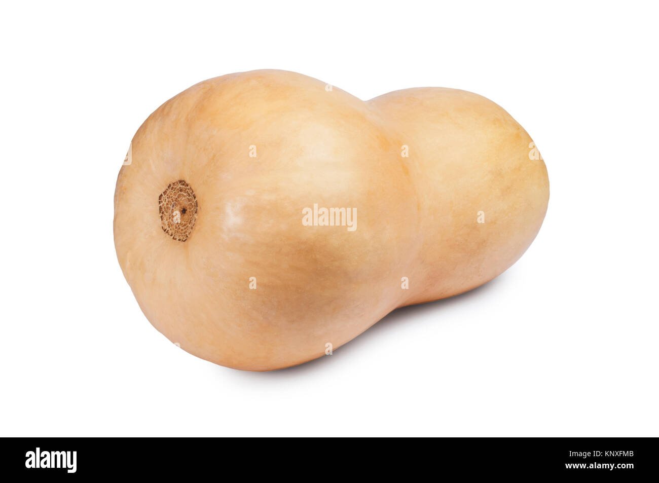 A studio shot of a single whole butternut squash isolated on white ...
