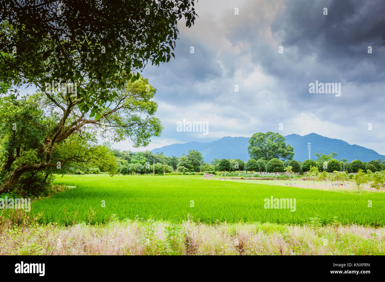 Beautiful rural scenery in summer Stock Photo - Alamy
