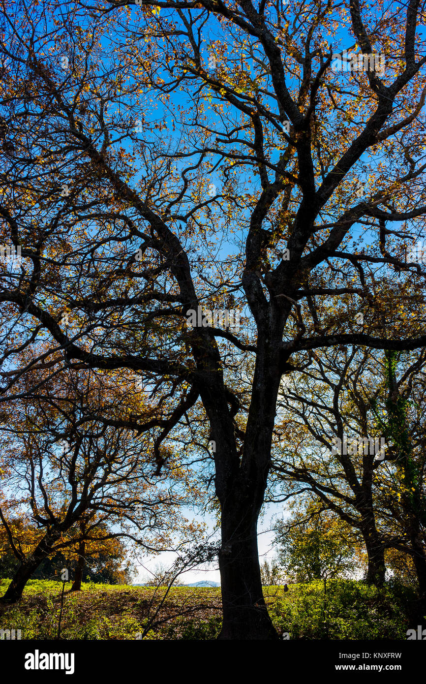 Artistic tree hi-res stock photography and images - Alamy