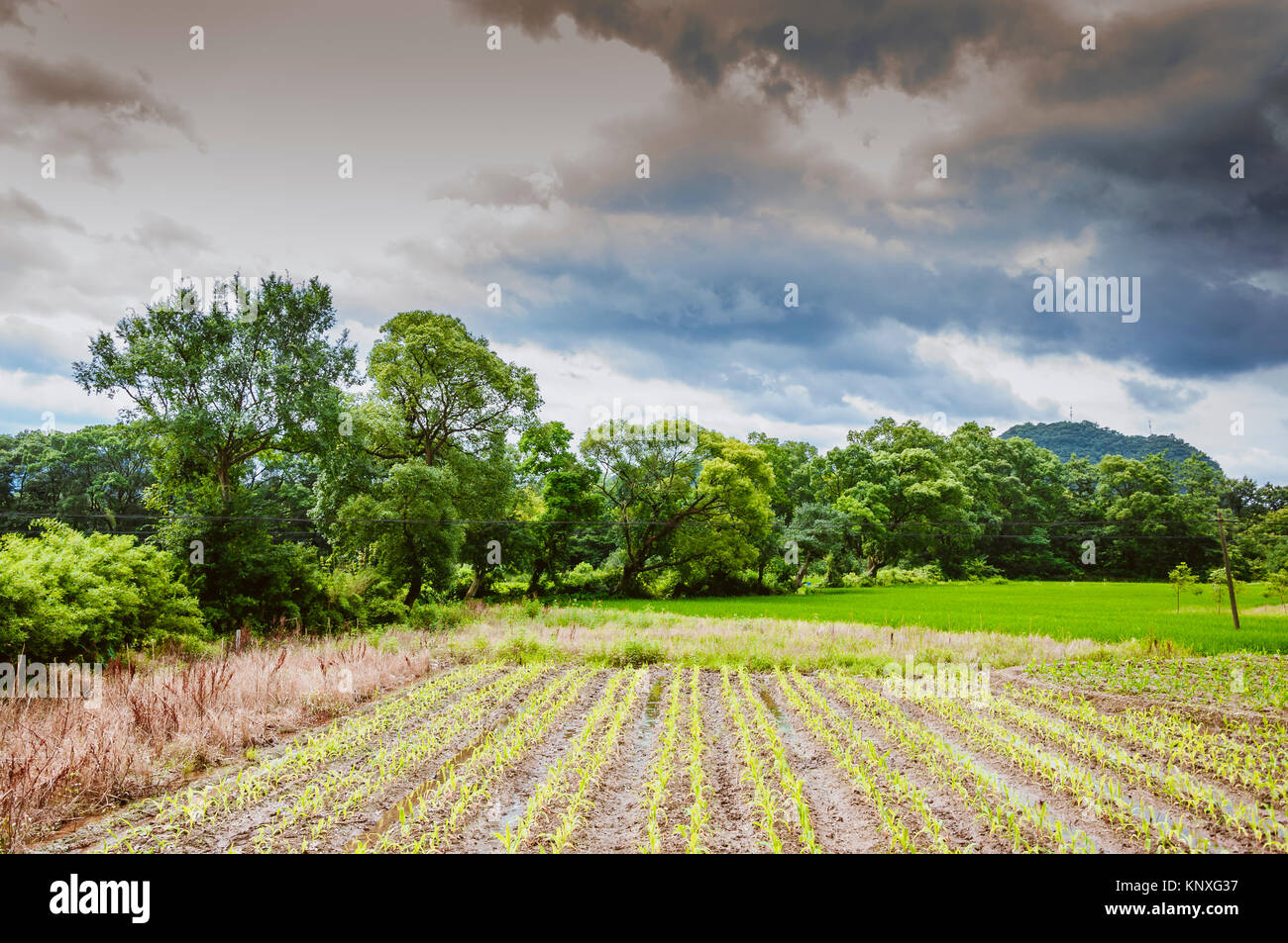 Beautiful rural scenery in summer Stock Photo - Alamy