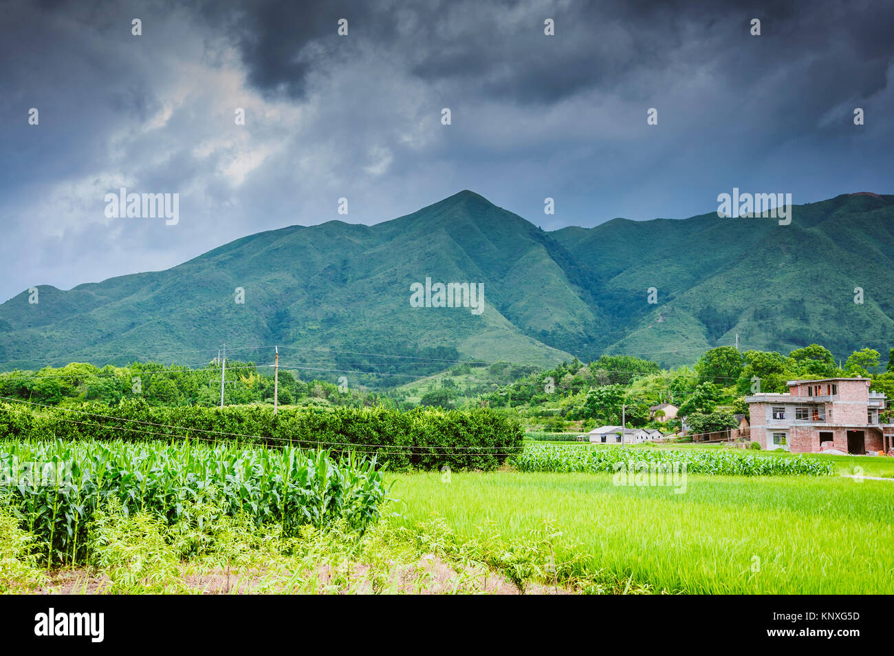 Beautiful rural scenery in summer Stock Photo - Alamy