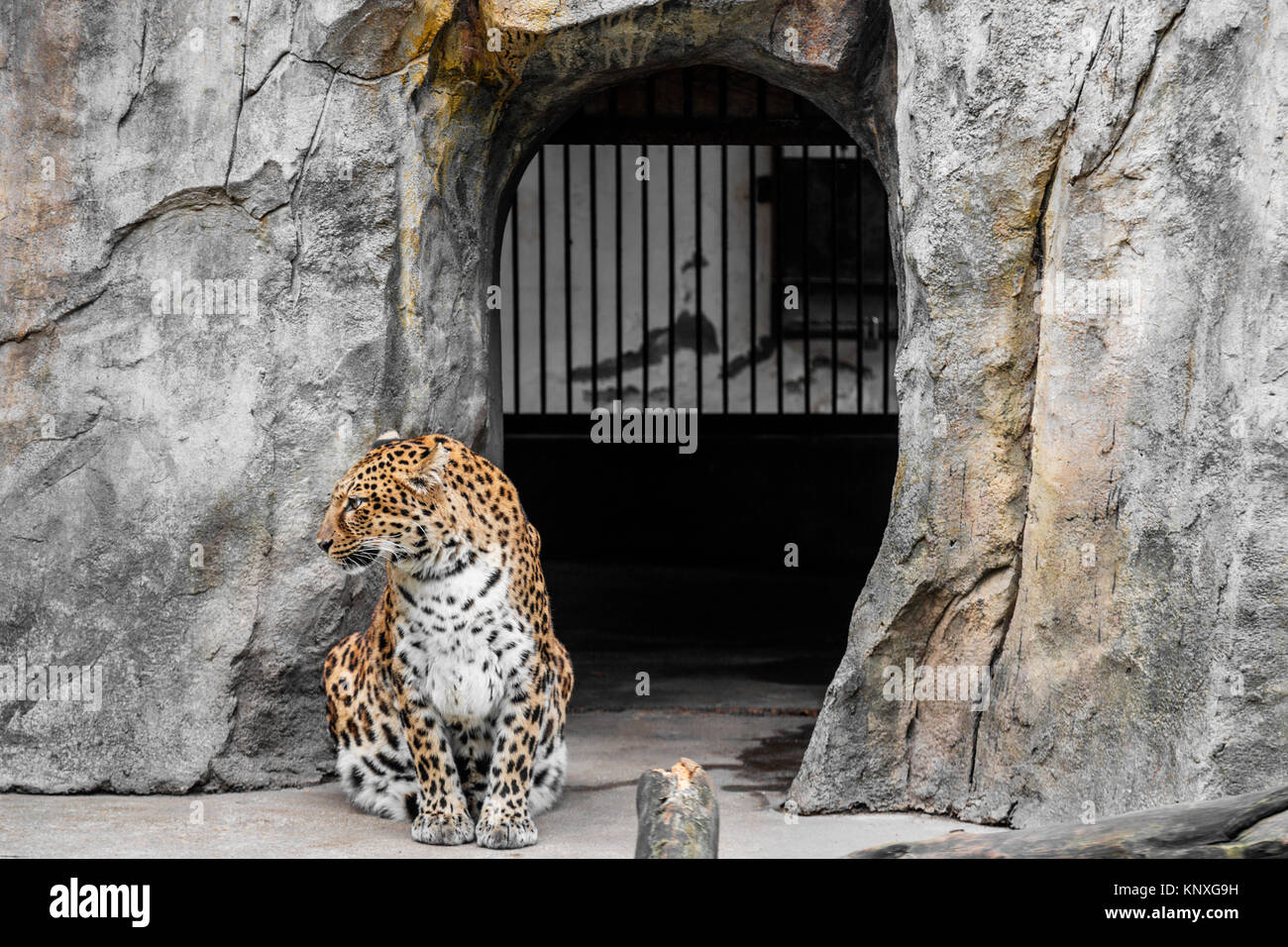 Leopard In Cage At Zoo in city of China Stock Photo - Alamy