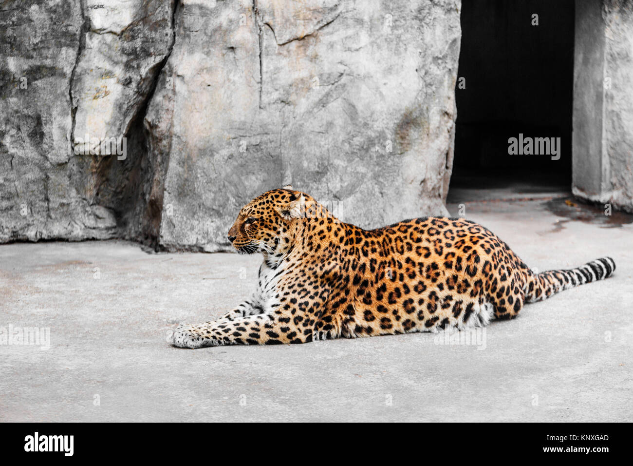 Leopard In Cage At Zoo in city of China Stock Photo - Alamy