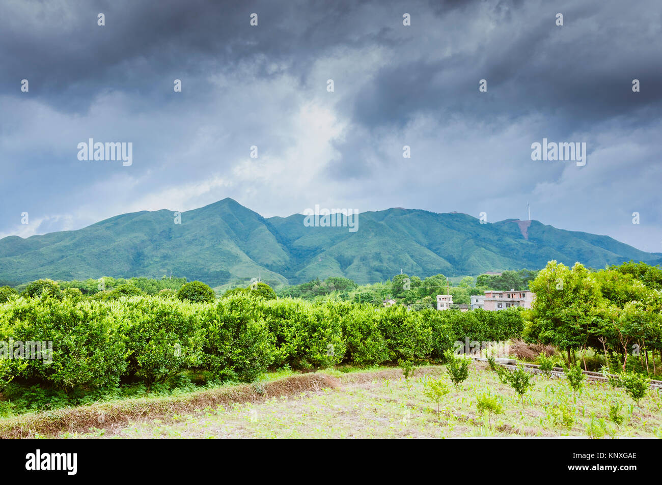 Beautiful rural scenery in summer Stock Photo - Alamy