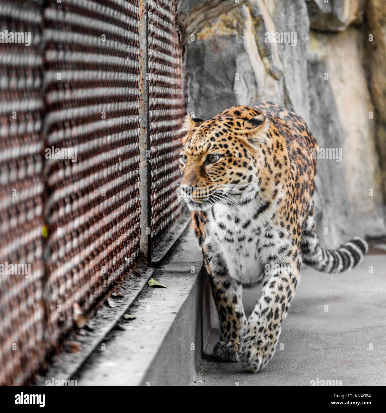 Leopard in cage hi-res stock photography and images - Alamy