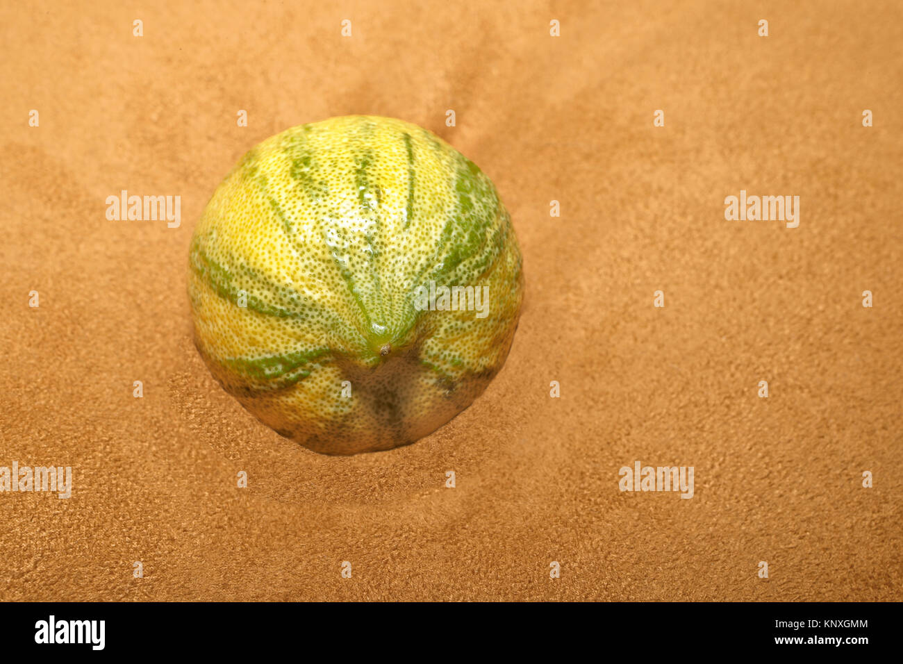 Zebra Lemon High Resolution Stock Photography and Images - Alamy