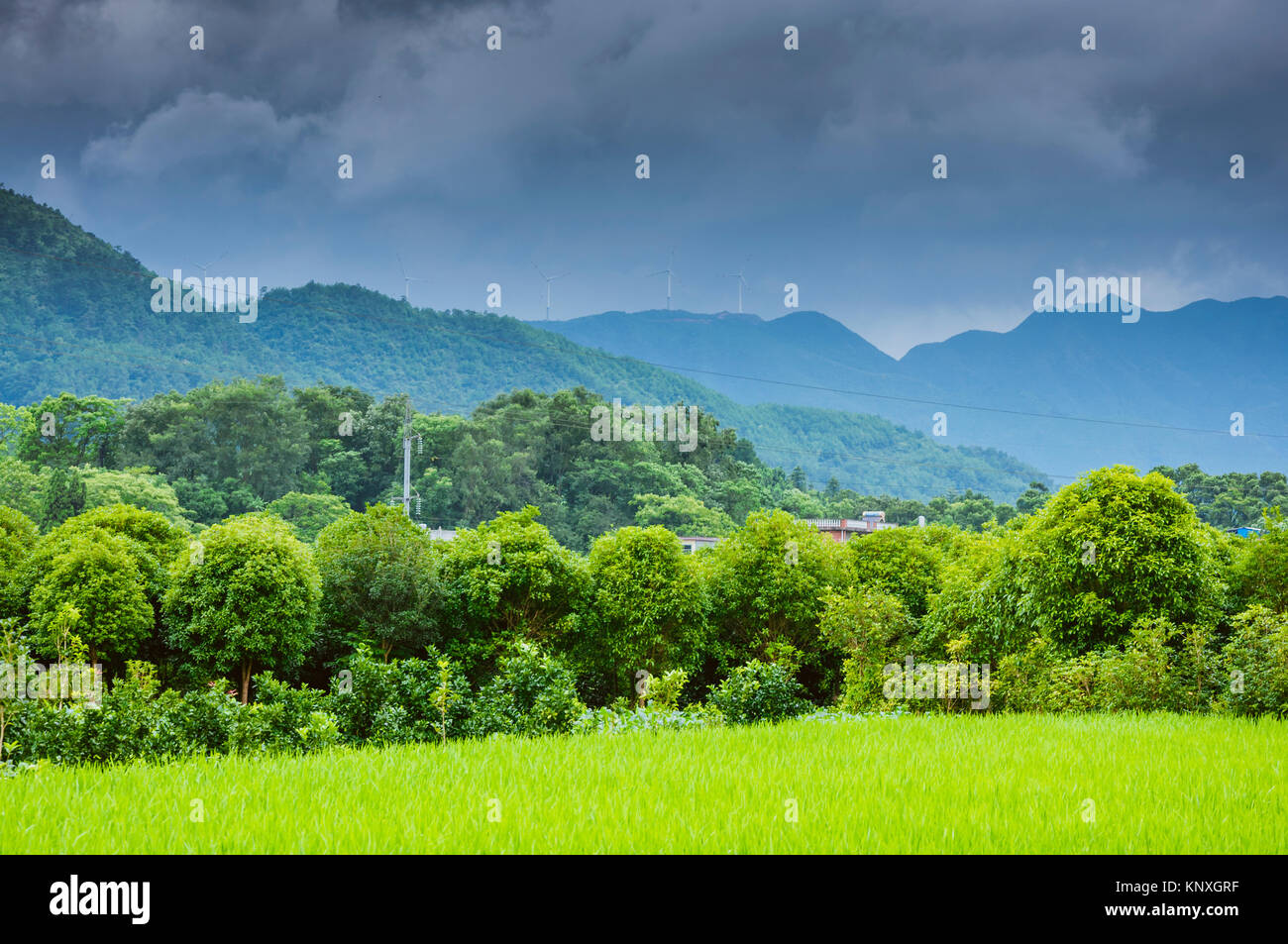 Beautiful rural scenery in summer Stock Photo - Alamy