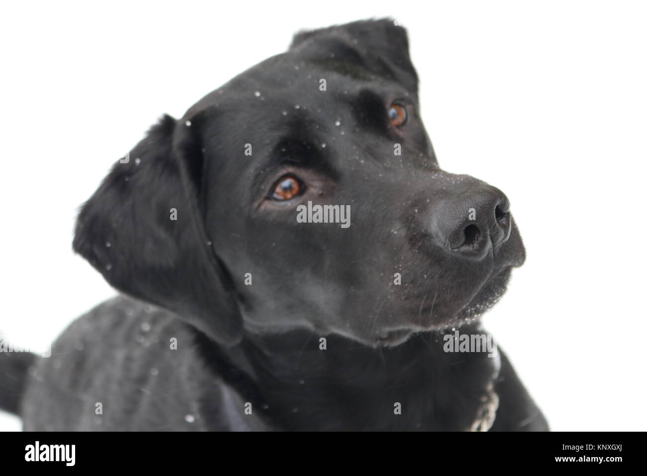Black Labrador Puppy Snow High Resolution Stock Photography and Images ...