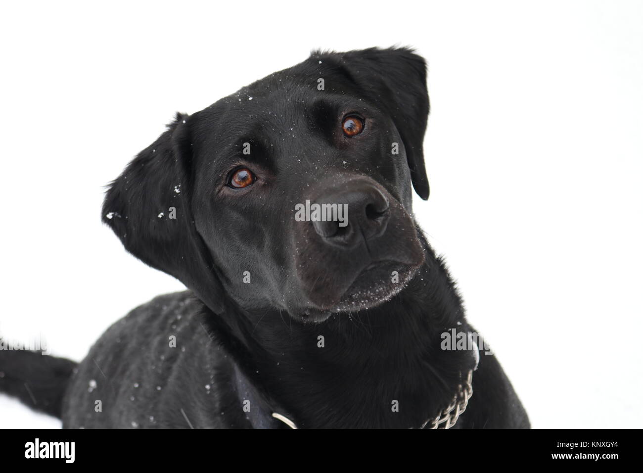 Black Labrador In the Snow Stock Photo - Alamy