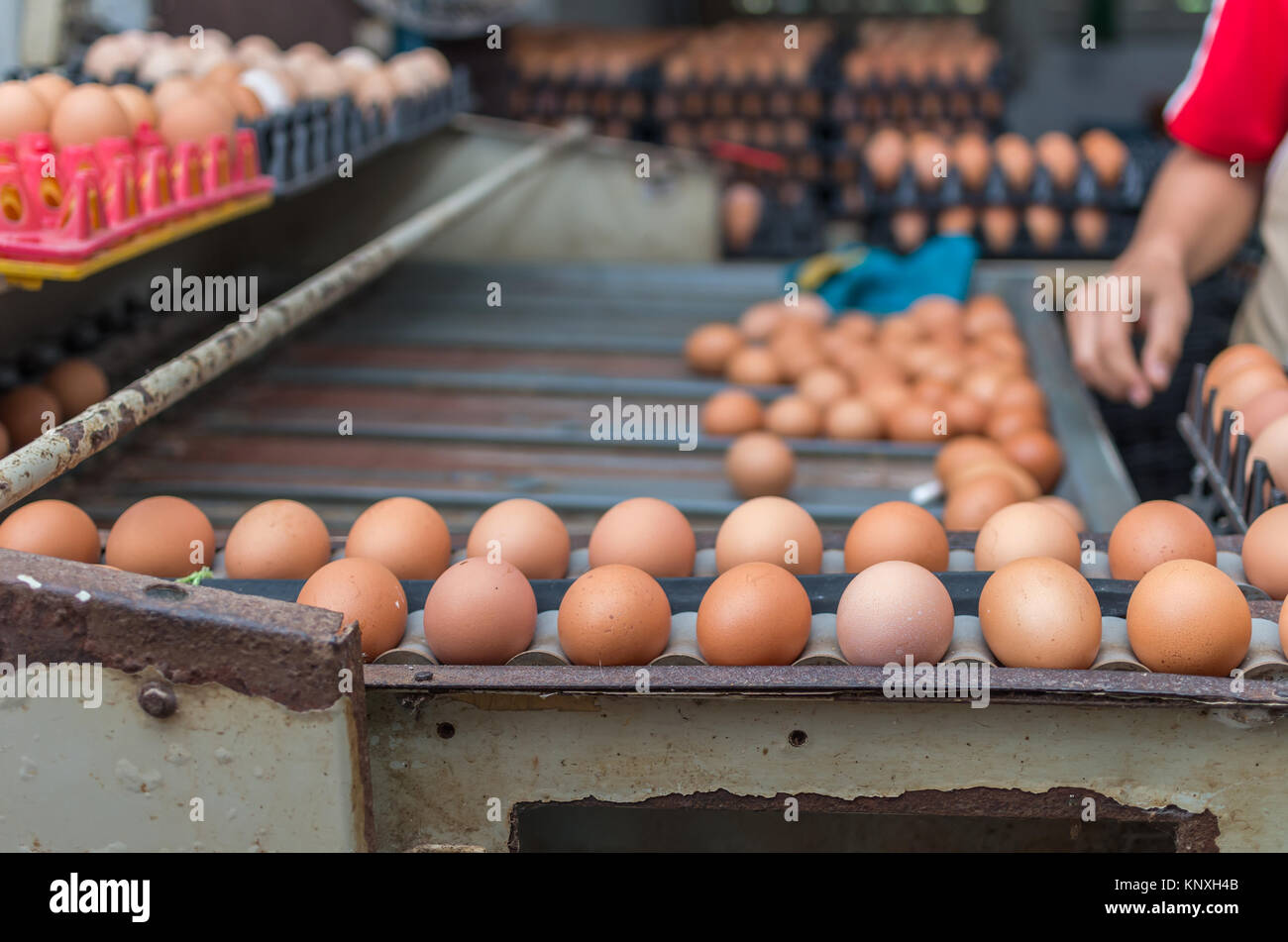 Chicken Farm Machine, production line process Stock Photo - Alamy