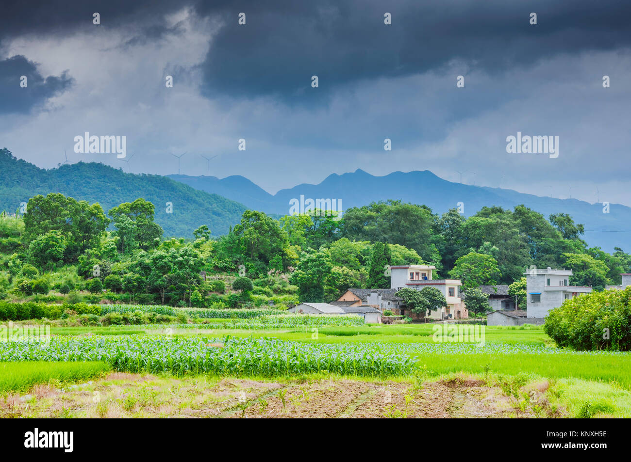 Beautiful rural scenery in summer Stock Photo - Alamy