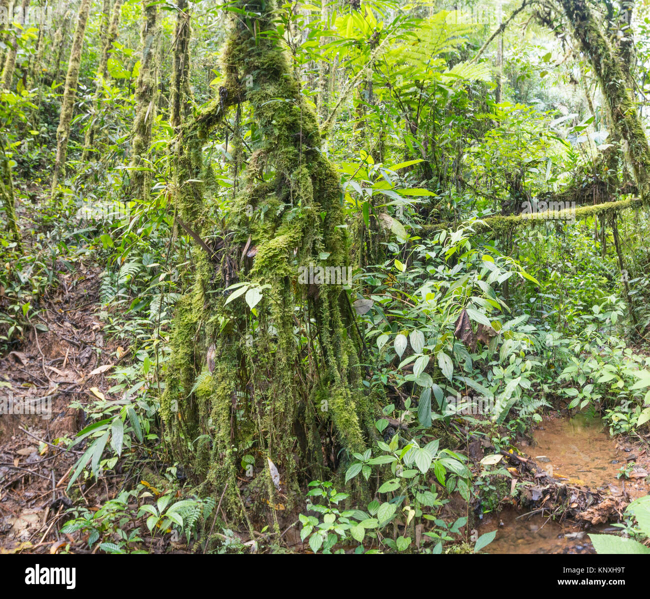 Mossy roots hi-res stock photography and images - Alamy