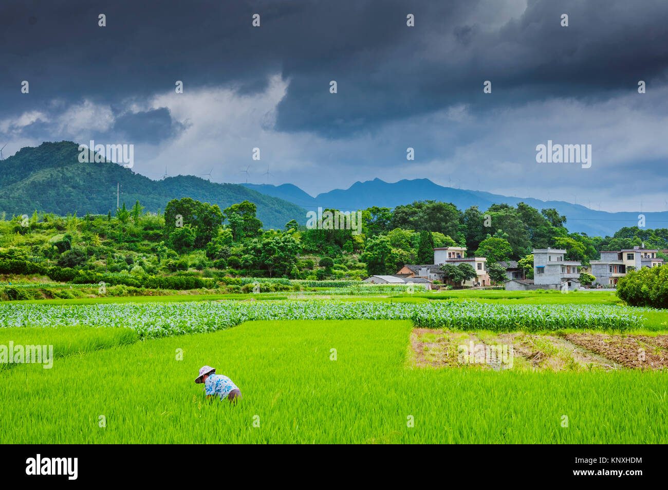 Beautiful rural scenery in summer Stock Photo - Alamy