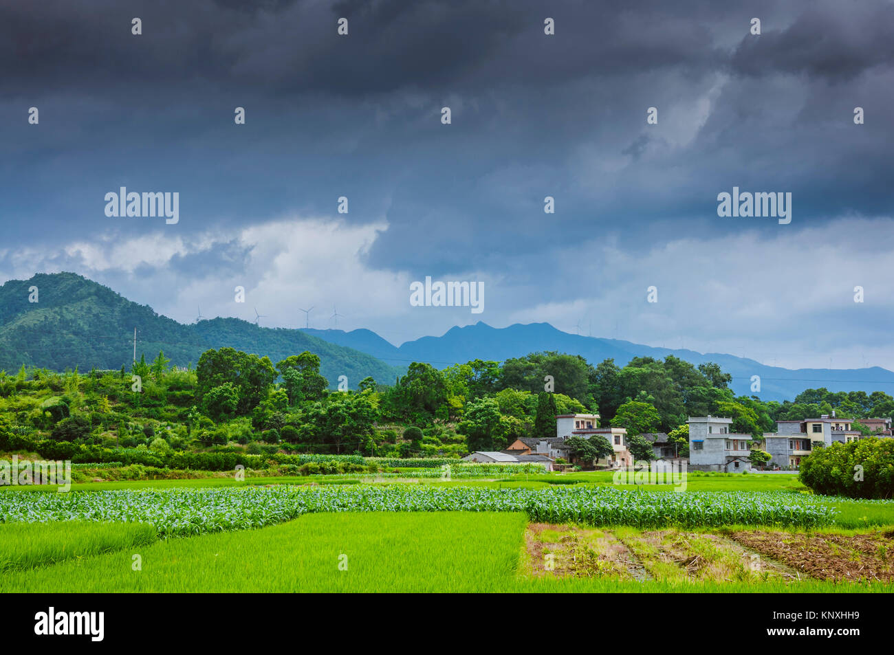 Beautiful rural scenery in summer Stock Photo - Alamy