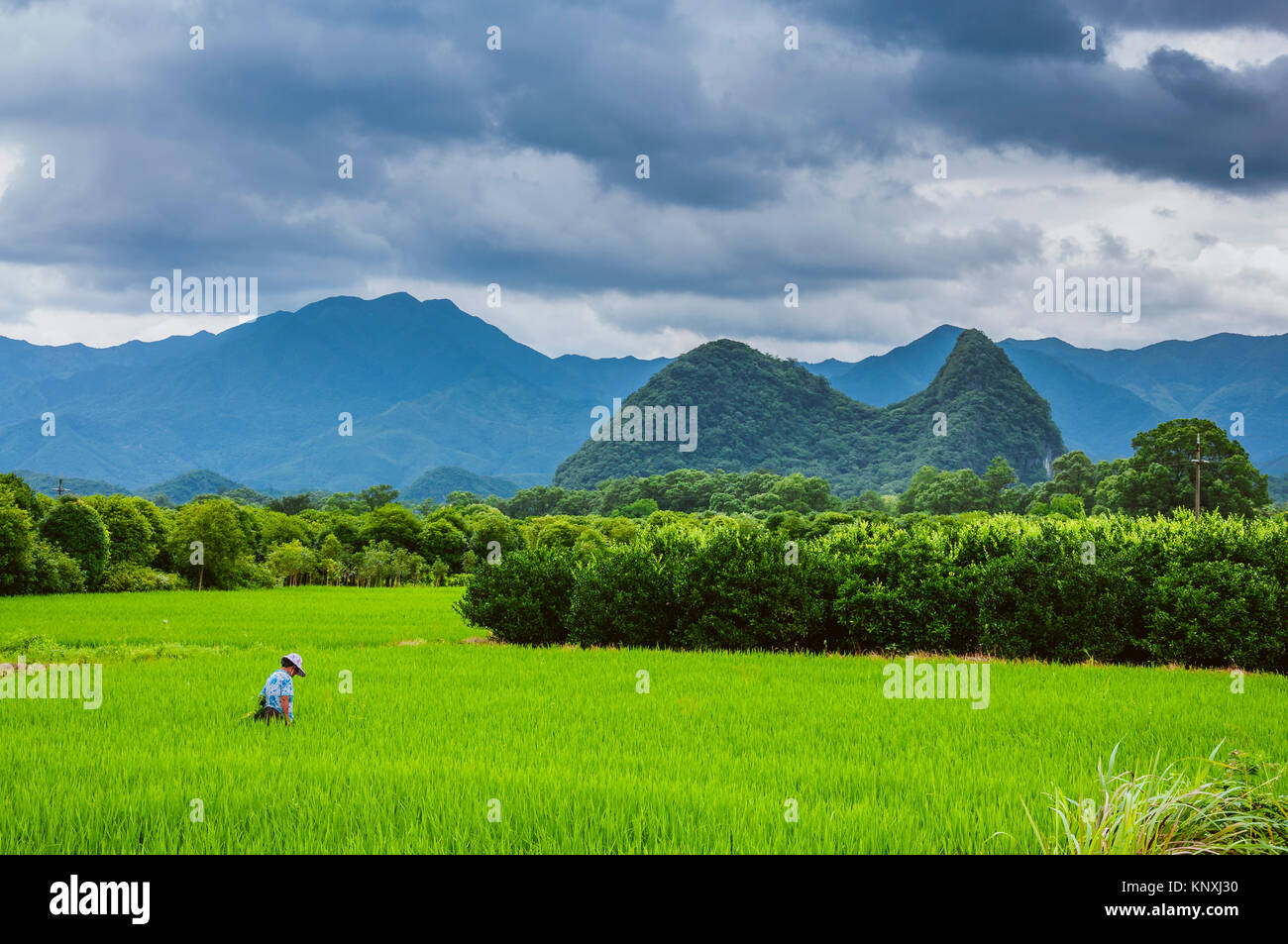 Beautiful rural scenery in summer Stock Photo - Alamy