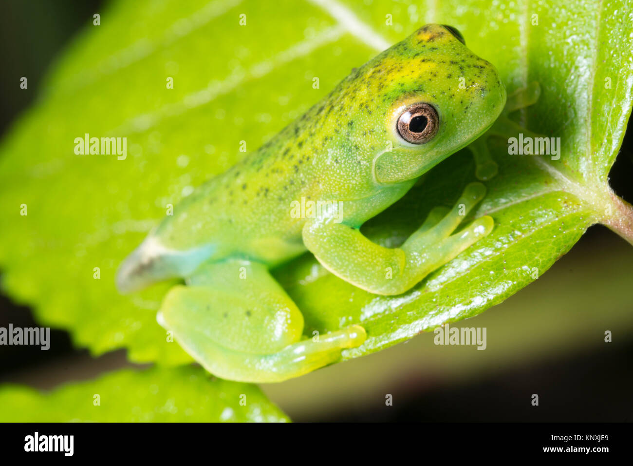 Newly emerged treefrog (Hyloscirtus sp.) above a stream in montane ...