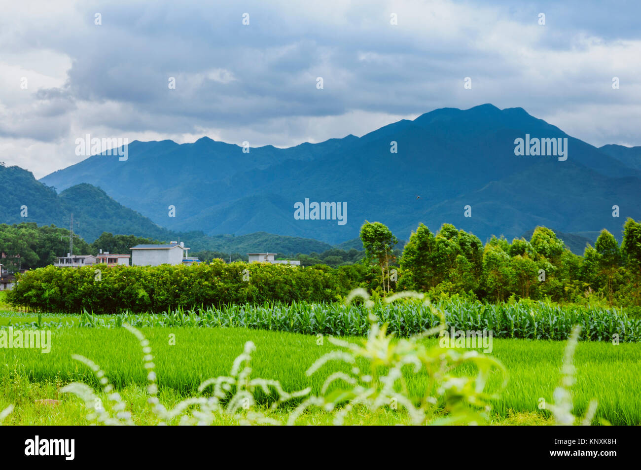 Beautiful rural scenery in summer Stock Photo - Alamy