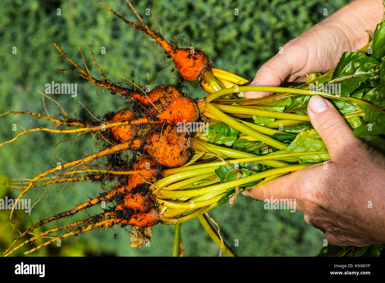 Beta vulgaris bolder beetroot Stock Photo - Alamy