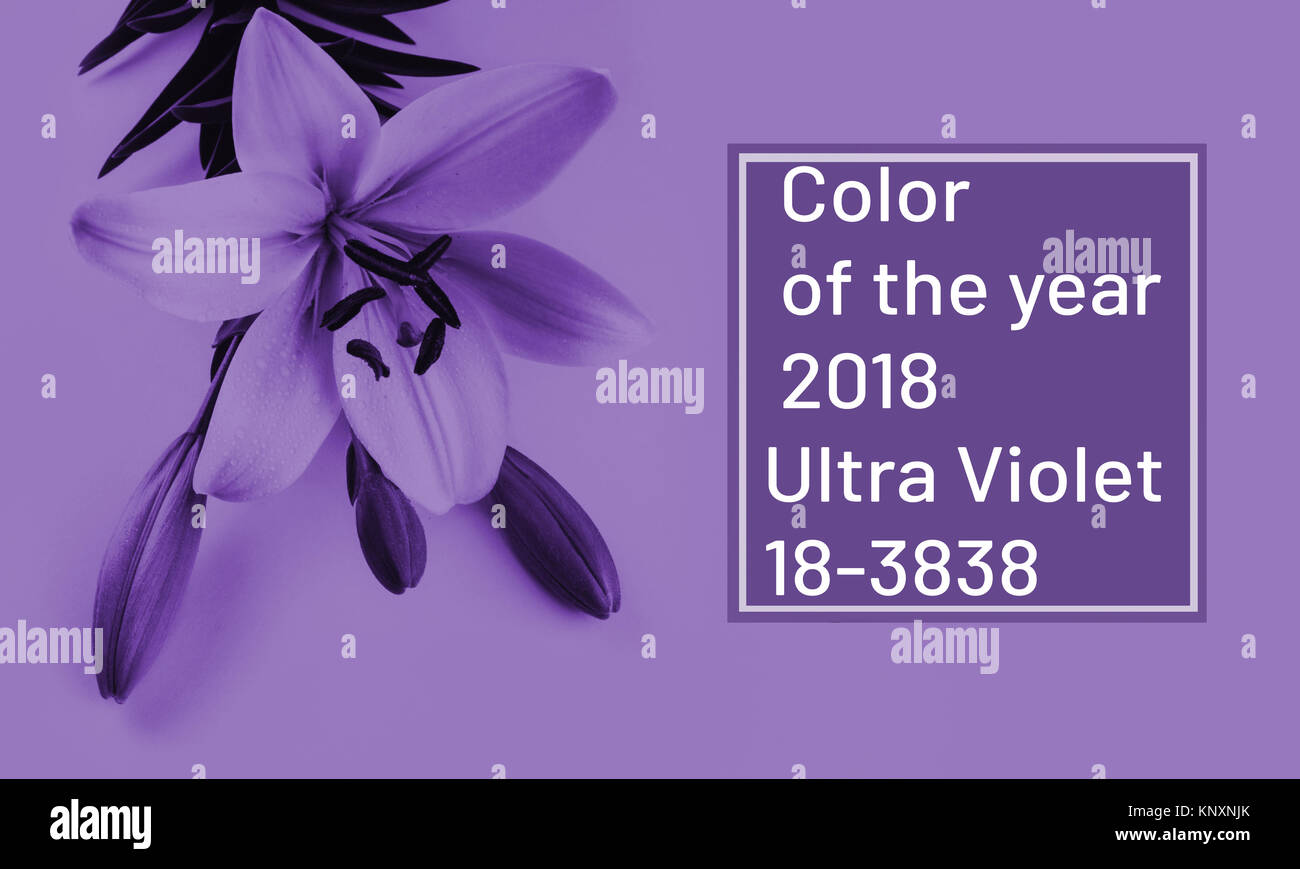 Beautiful white lily with leaves on violet background. Place for your ...