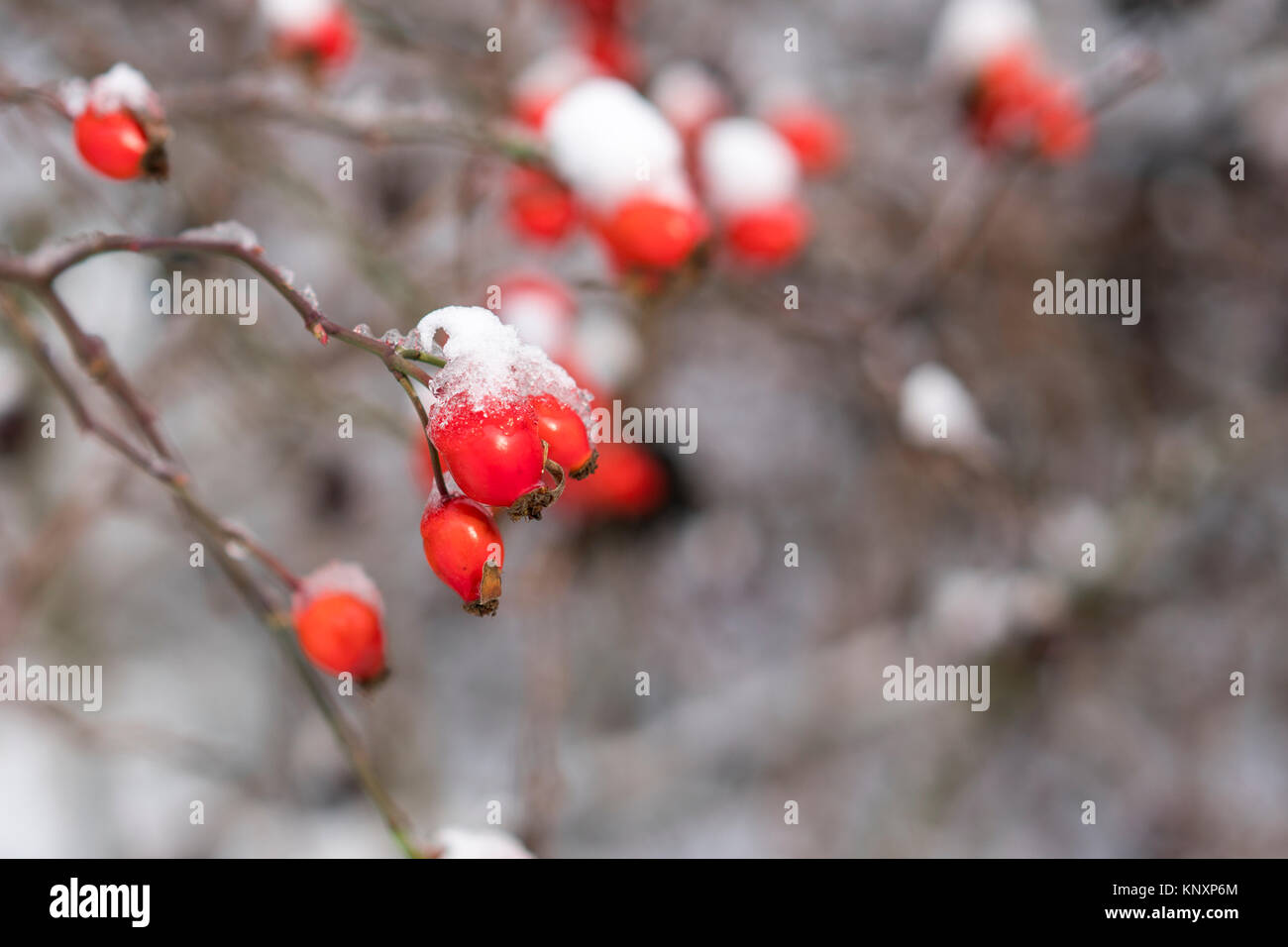 Briar covered with snow in Winter Stock Photo - Alamy