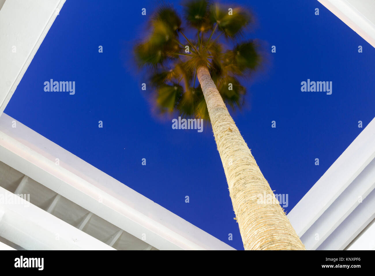 Down view of palm tree Stock Photo - Alamy