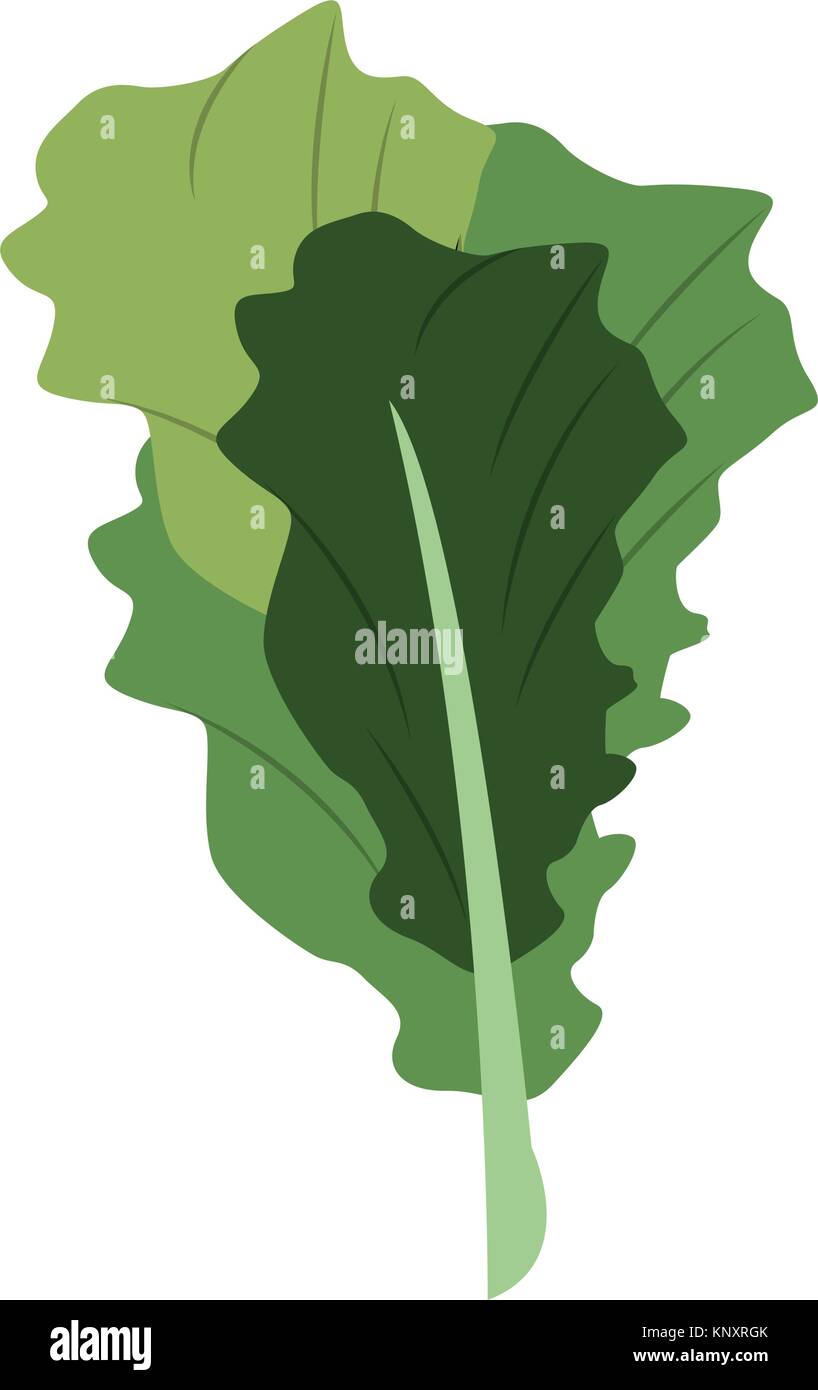 Fresh lettuce vegetable icon vector illustration graphic design Stock ...