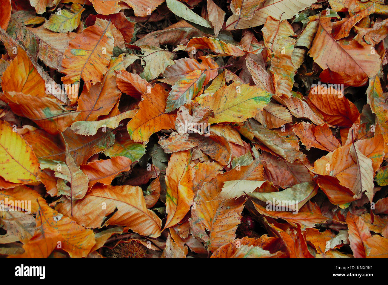 Autumn leaves photographed from above Stock Photo - Alamy