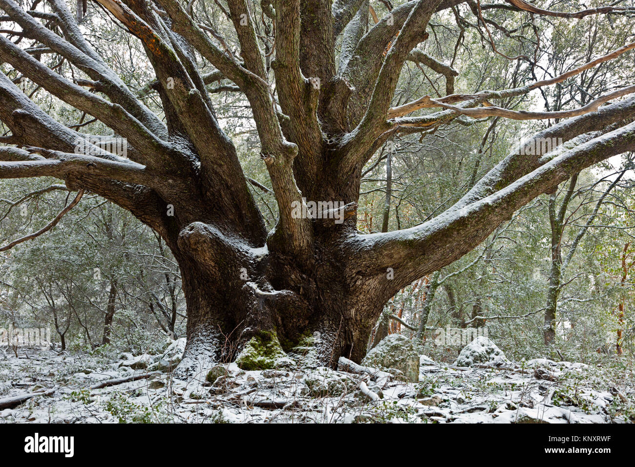 A snow covered tree on CHEWS RIDGE in LOS PADRES NATIONAL FOREST ...