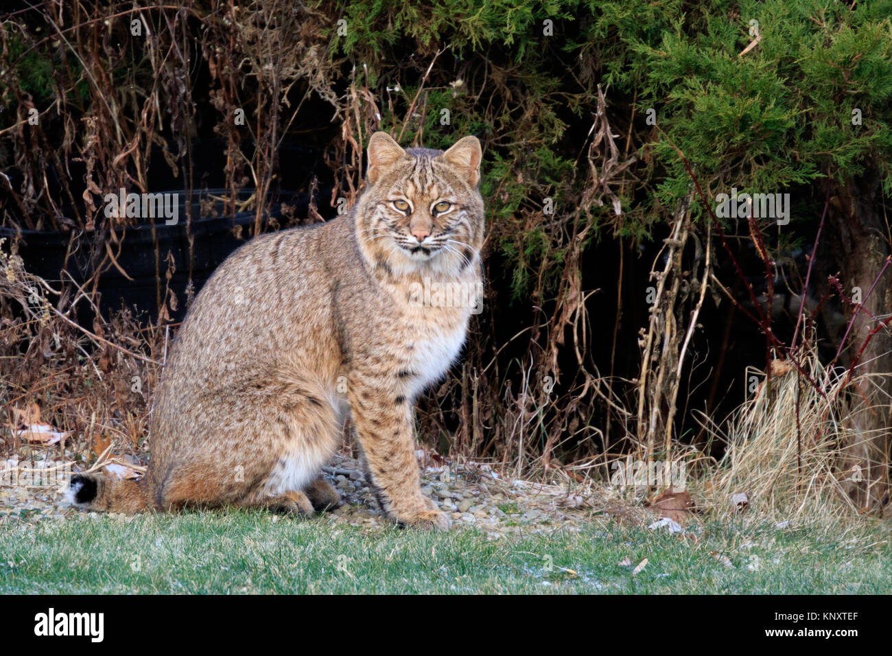 Bobcat In Back Yard Stock Photo - Alamy