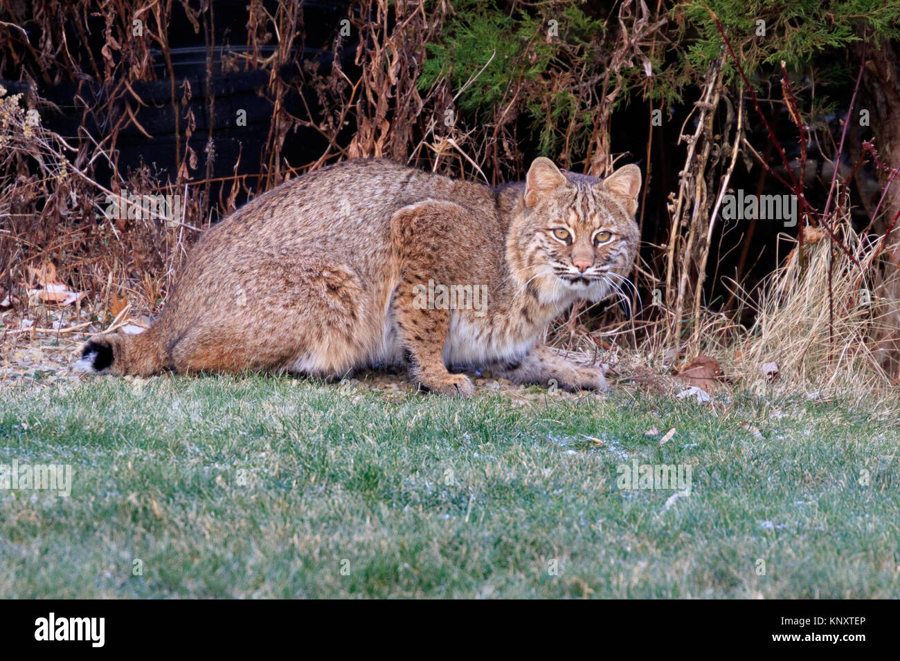 Bobcat In Back Yard Stock Photo - Alamy