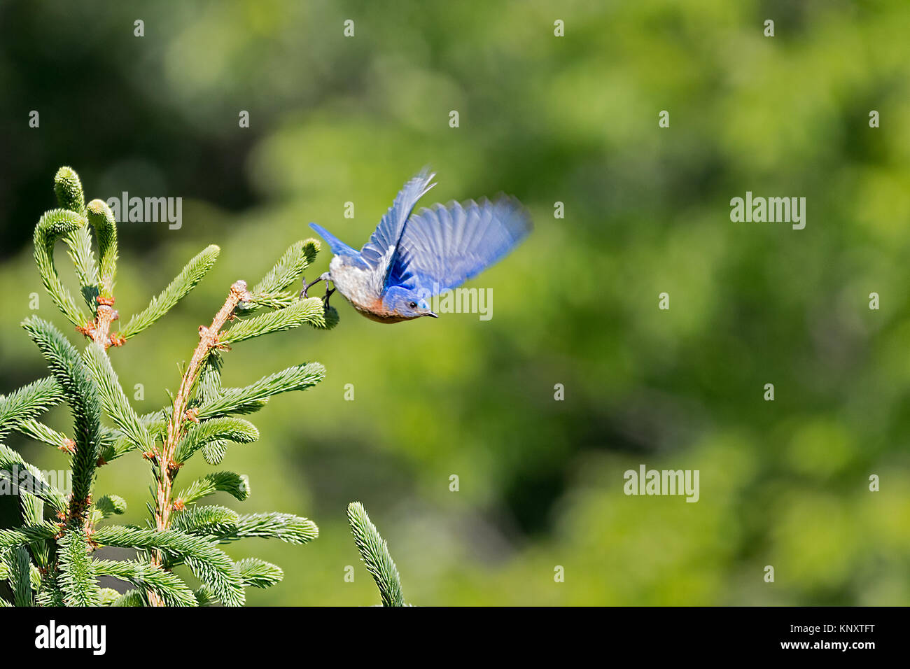 Eastern bluebird hi-res stock photography and images - Alamy