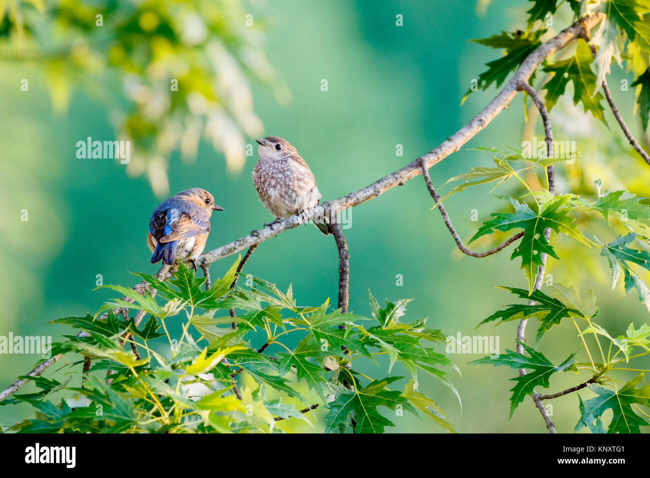 Bluebird Adult and Chick Stock Photo - Alamy