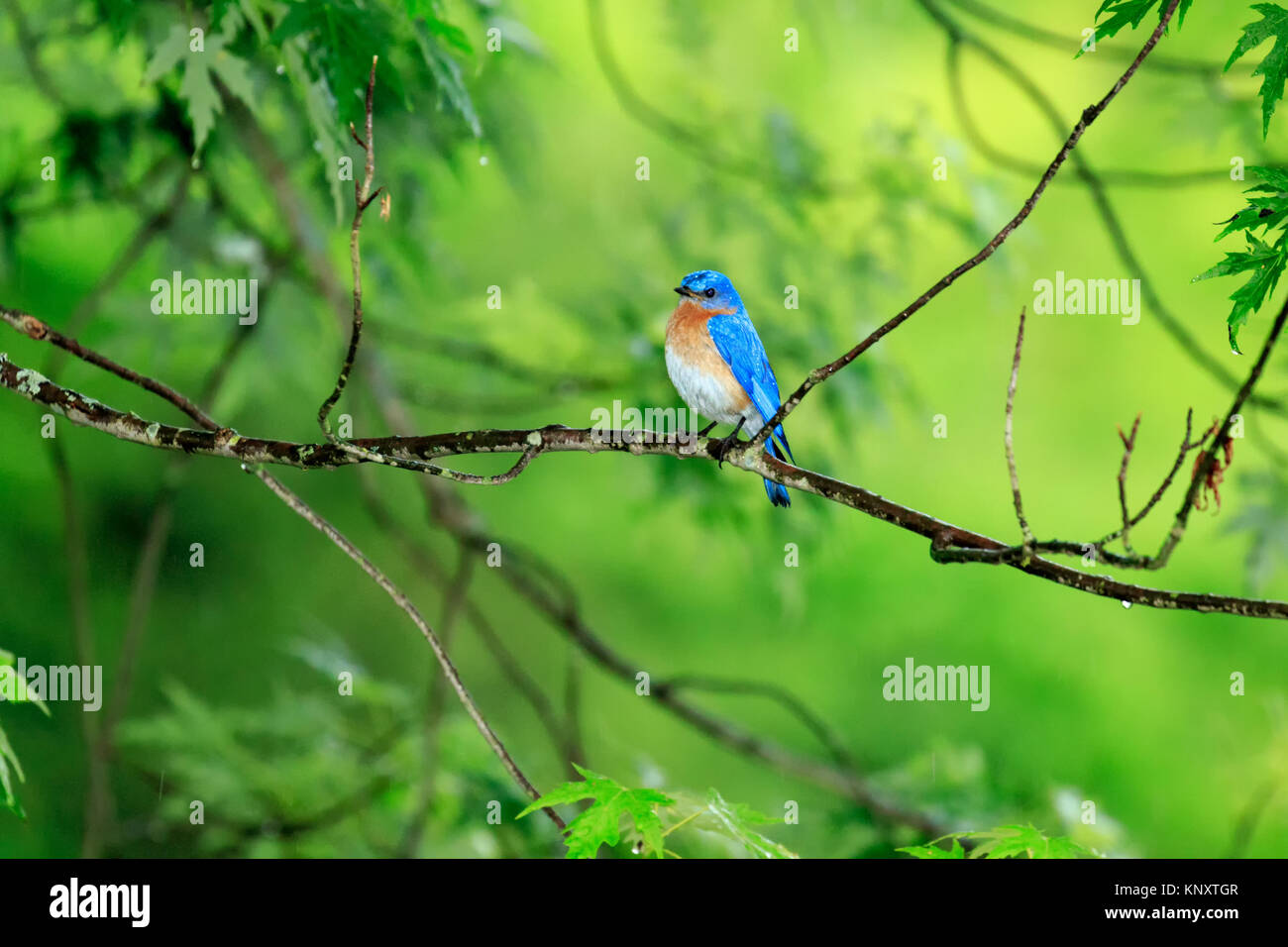 Bluebird in Tree Stock Photo - Alamy