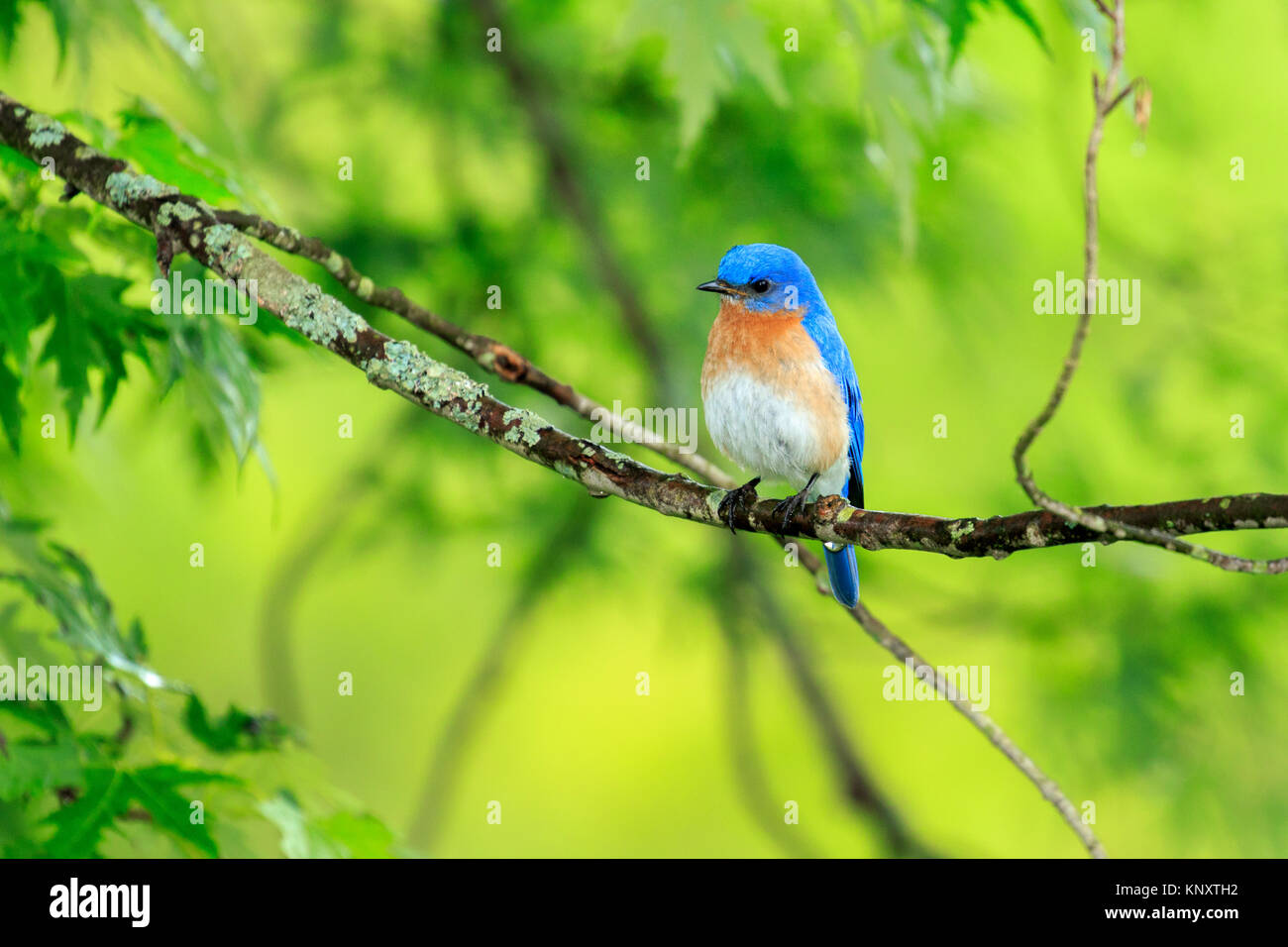 Bluebird in Tree Stock Photo - Alamy