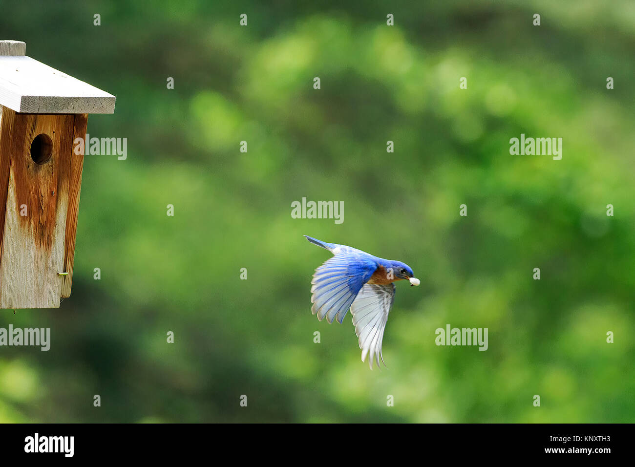 Fecal sac hi-res stock photography and images - Alamy