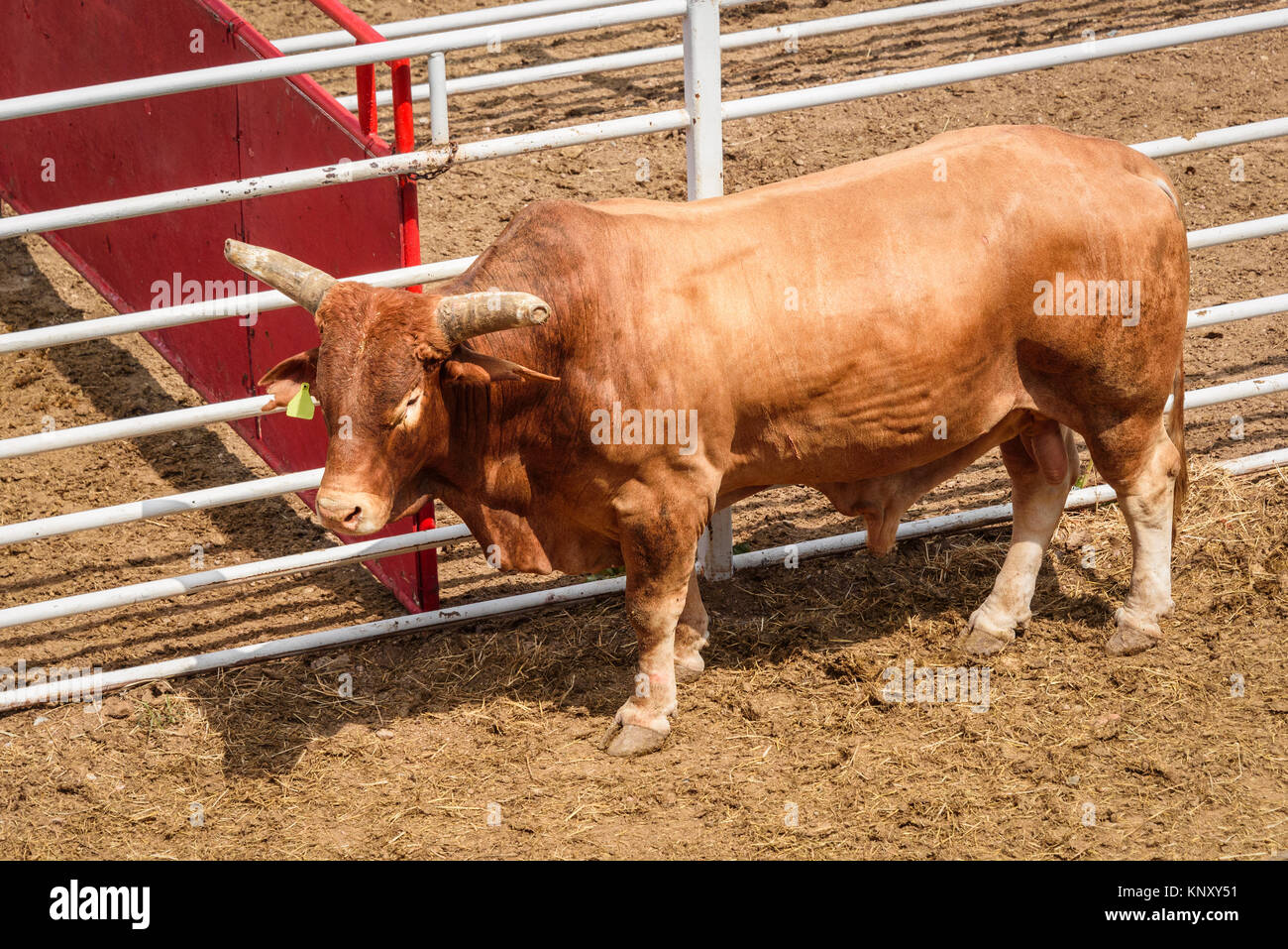 Rodeo bull in a pen waiting to perform in a rodeo. Wyoming, USA Stock ...