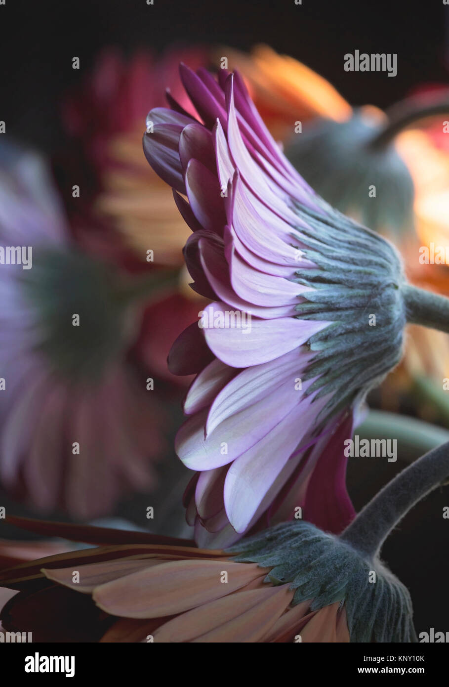 Gerbera flower side view hi-res stock photography and images - Alamy