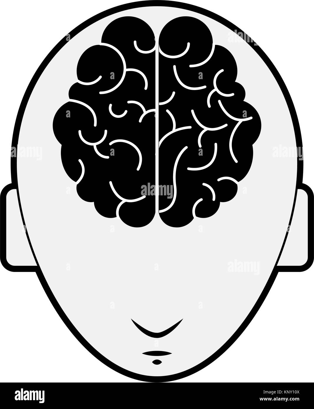 Human Brain Anatomy Model Black and White Stock Photos & Images - Alamy