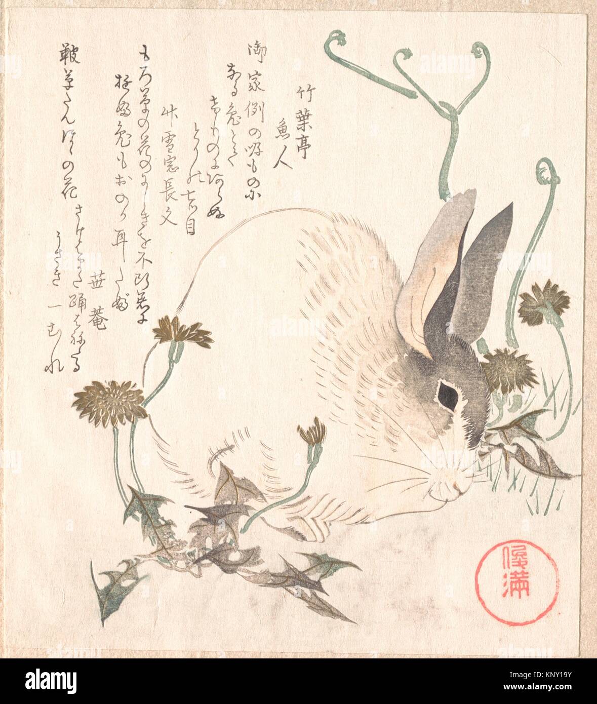 Japanese Hare